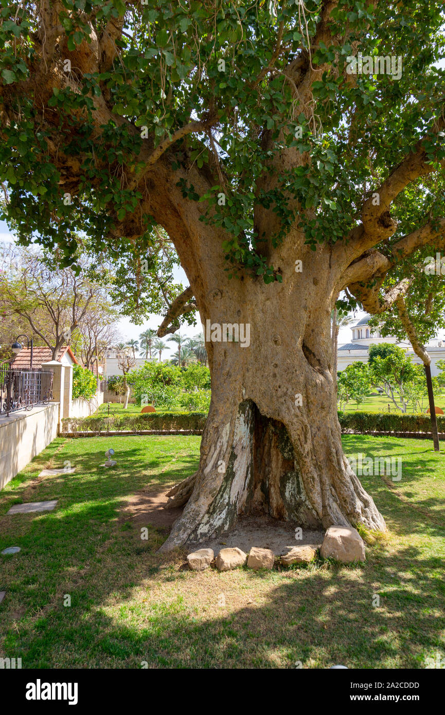 Palestine oak tree hi-res stock photography and images - Alamy