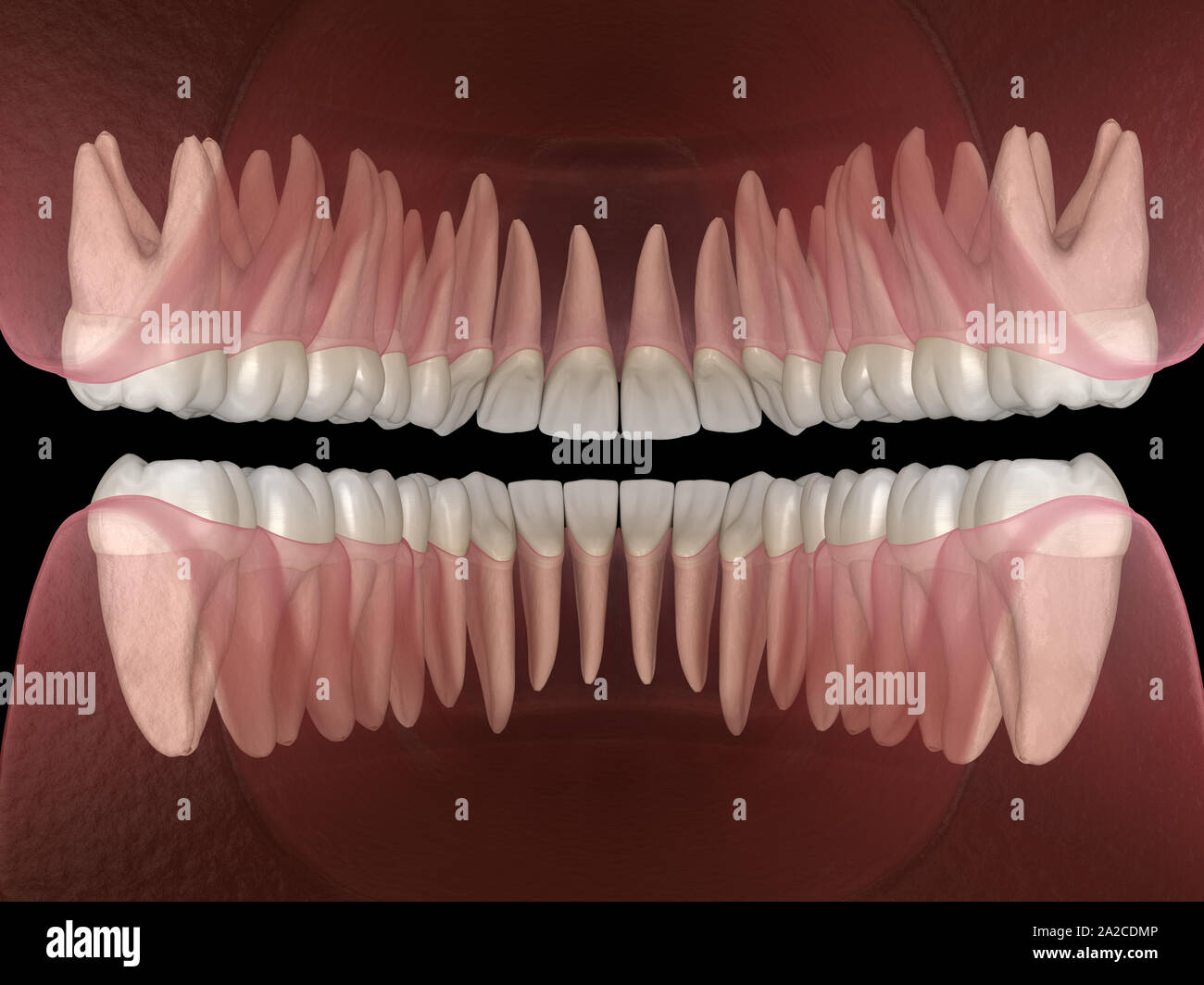 Morphology of mandibular and maxillary human gum and teeth. Medically ...