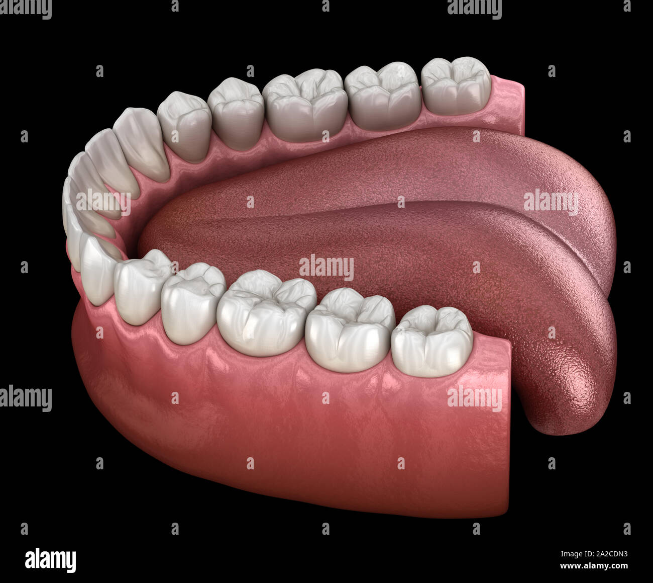Mandibular human gum and teeth. Medically accurate tooth 3D ...