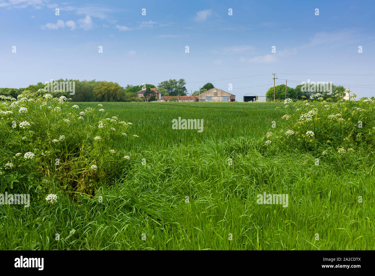 Uk farm crops hi-res stock photography and images - Alamy