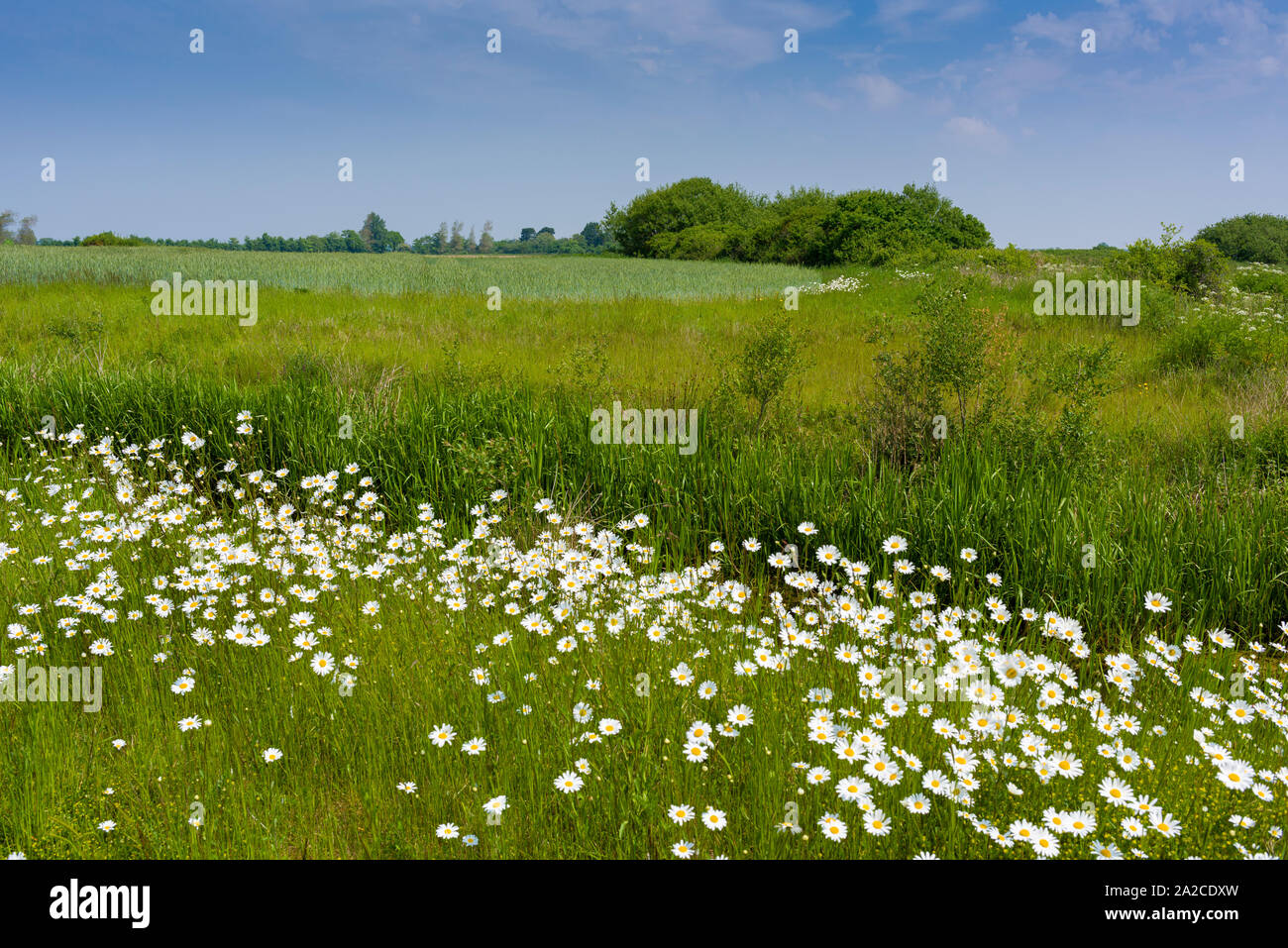 Spring landscapes blue sky hi-res stock photography and images - Alamy