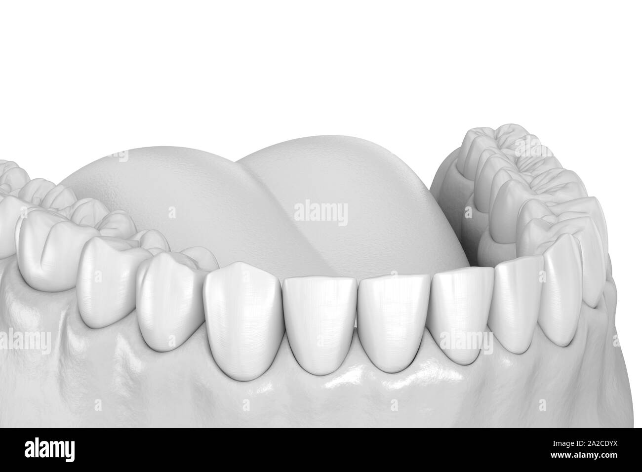 Mandibular human gum and teeth anatomy. Medically accurate tooth 3D ...