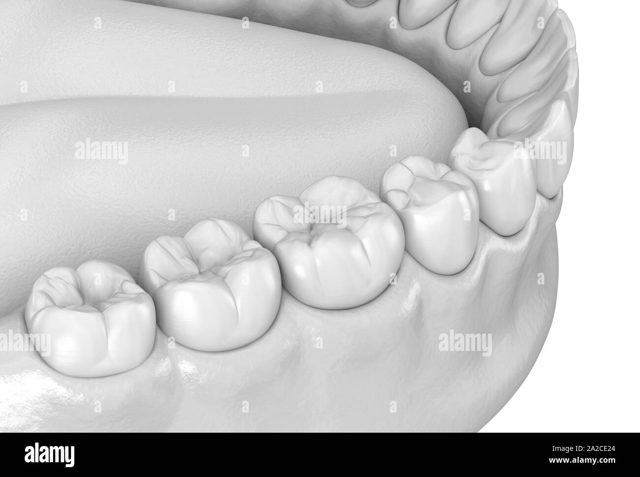 Mandibular human gum and teeth anatomy. Medically accurate tooth 3D ...