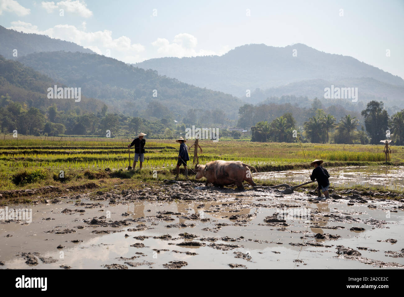 Rice fields at the Living Land Farm, Luang Prabang, Luang Prabang ...
