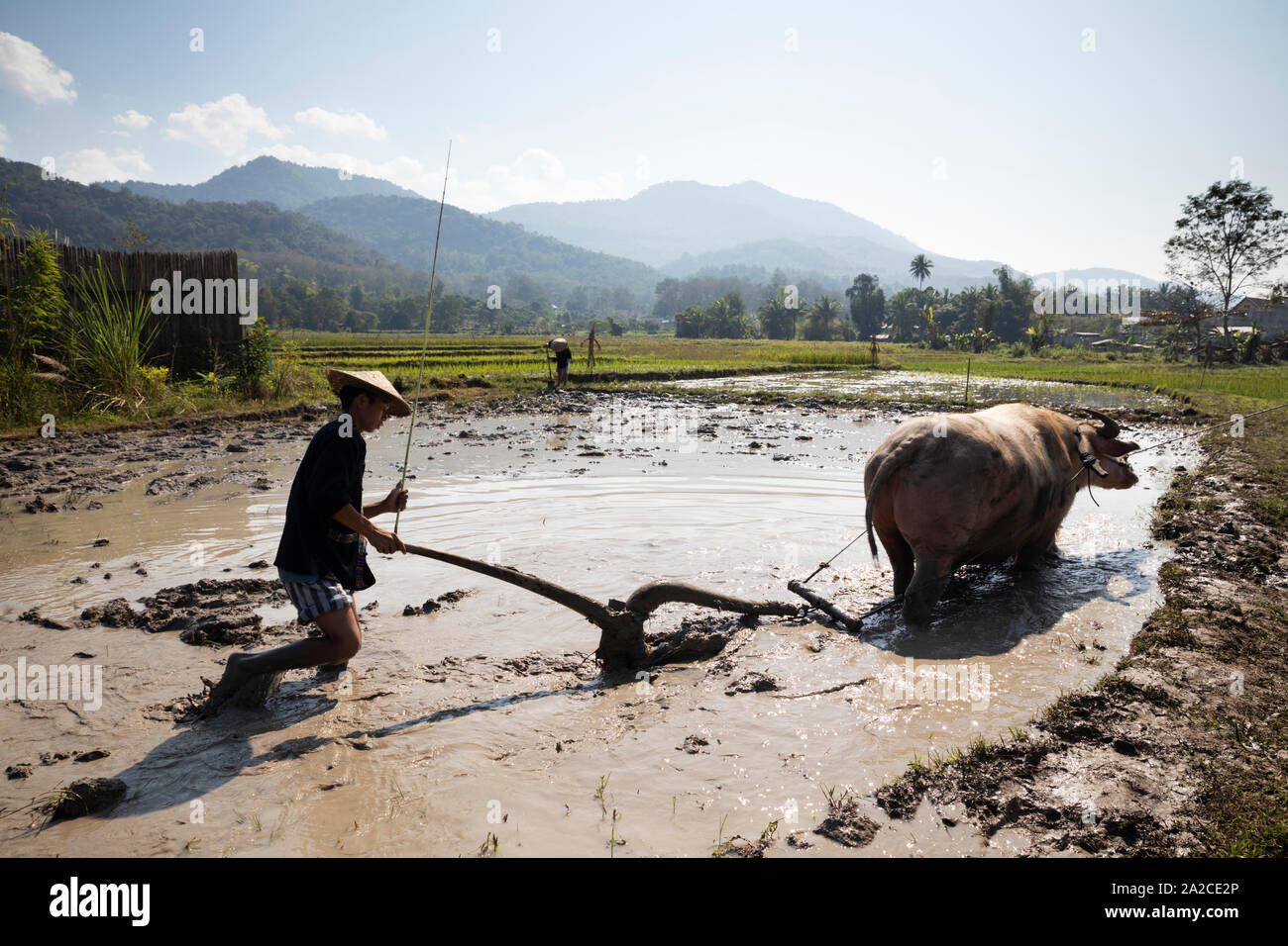 Laos living rice farm hi-res stock photography and images - Alamy