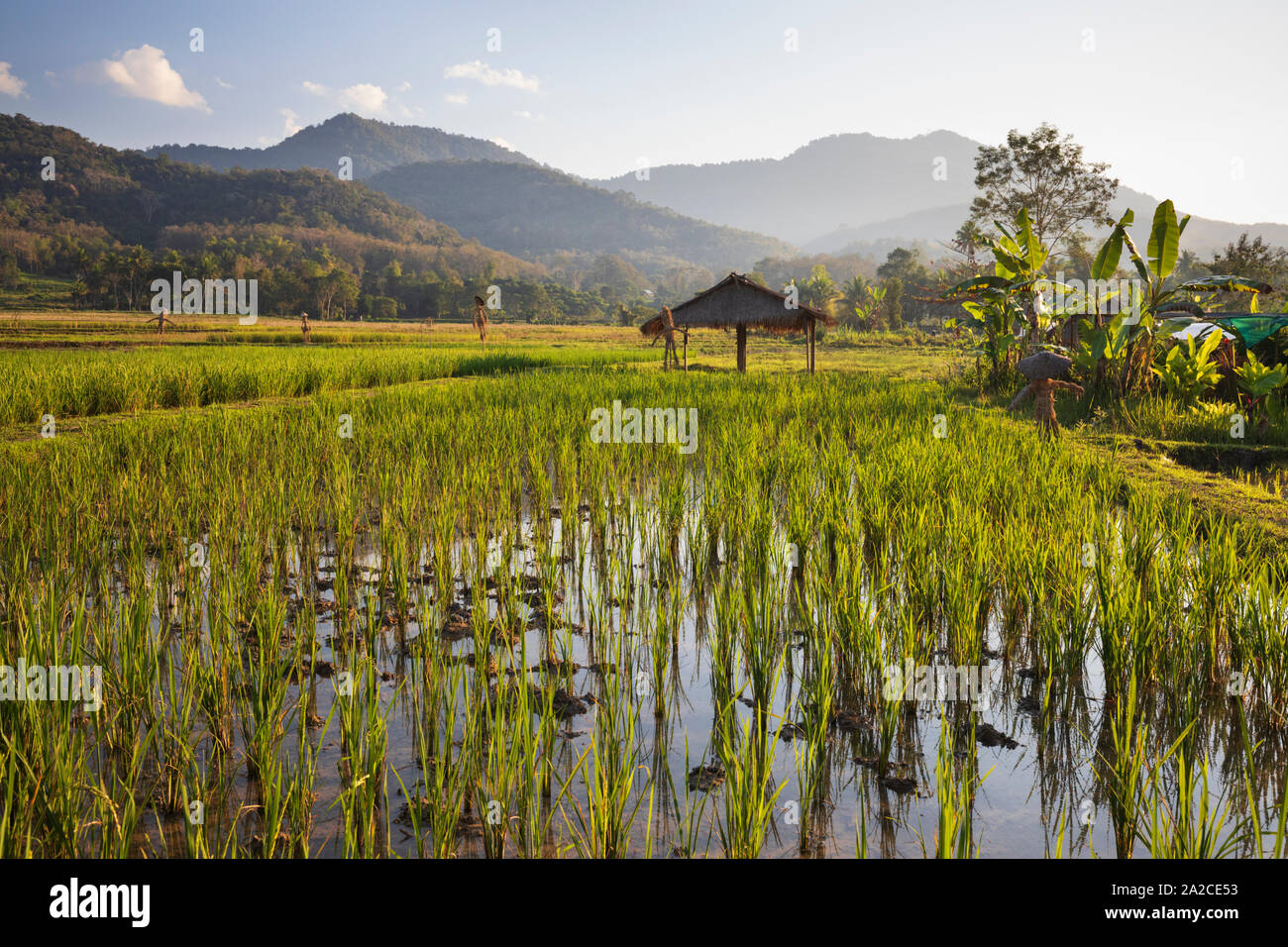 Rice fields at the Living Land Farm, Luang Prabang, Luang Prabang ...