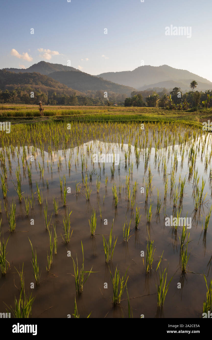 Rice fields at the Living Land Farm, Luang Prabang, Luang Prabang ...