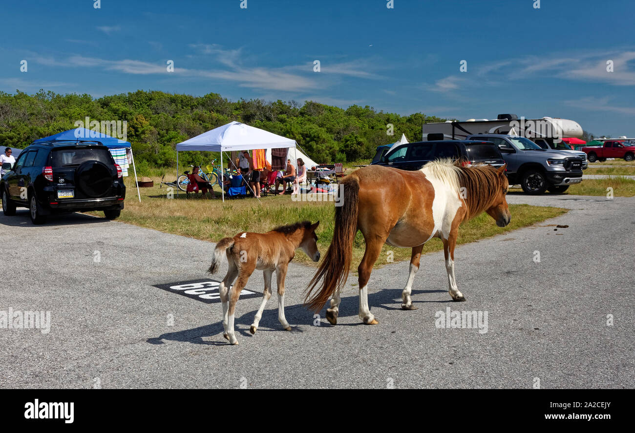 Newborn Horse Walking