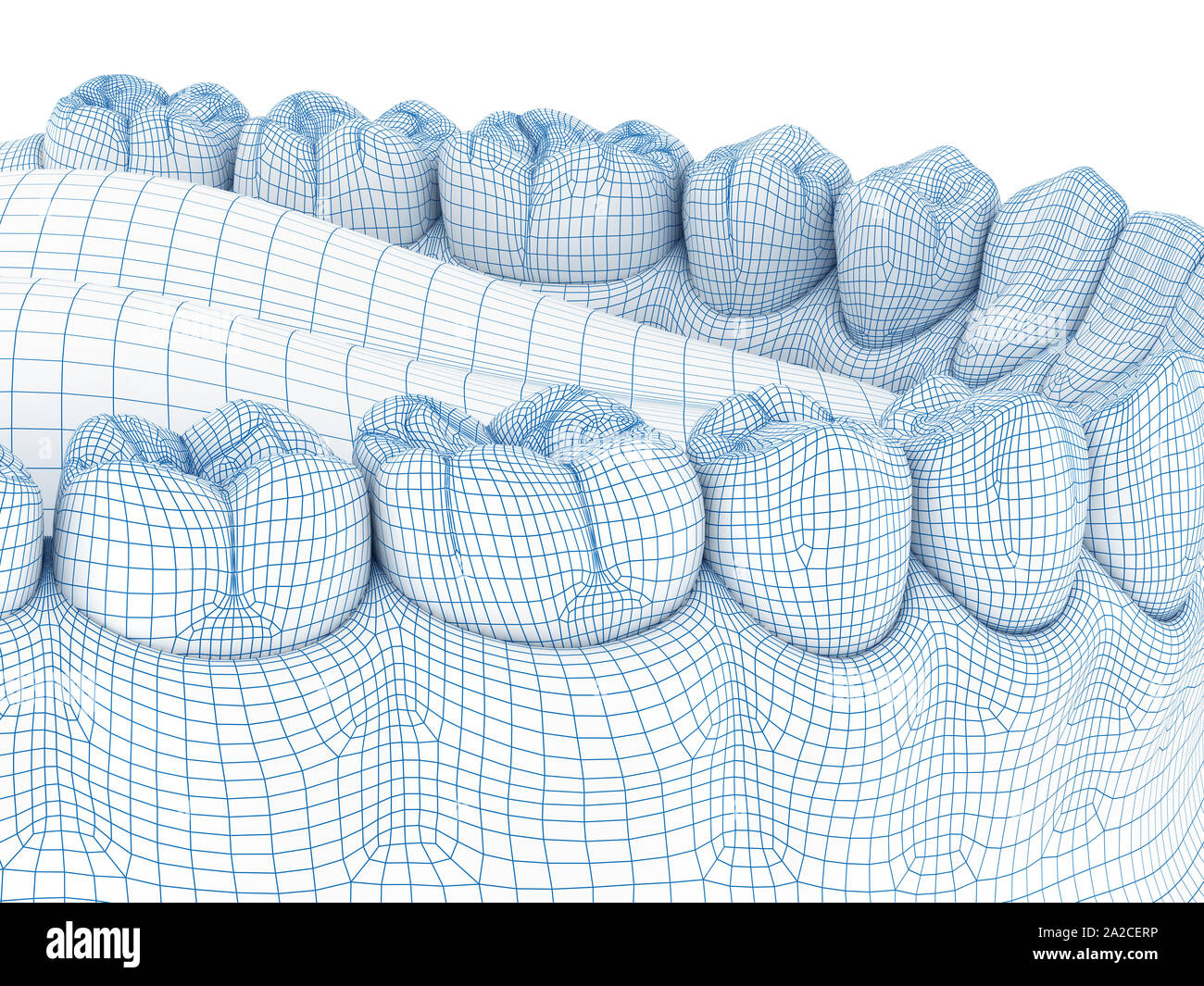 Morphology of mandibular human gum and teeth. Wire 3d model ...