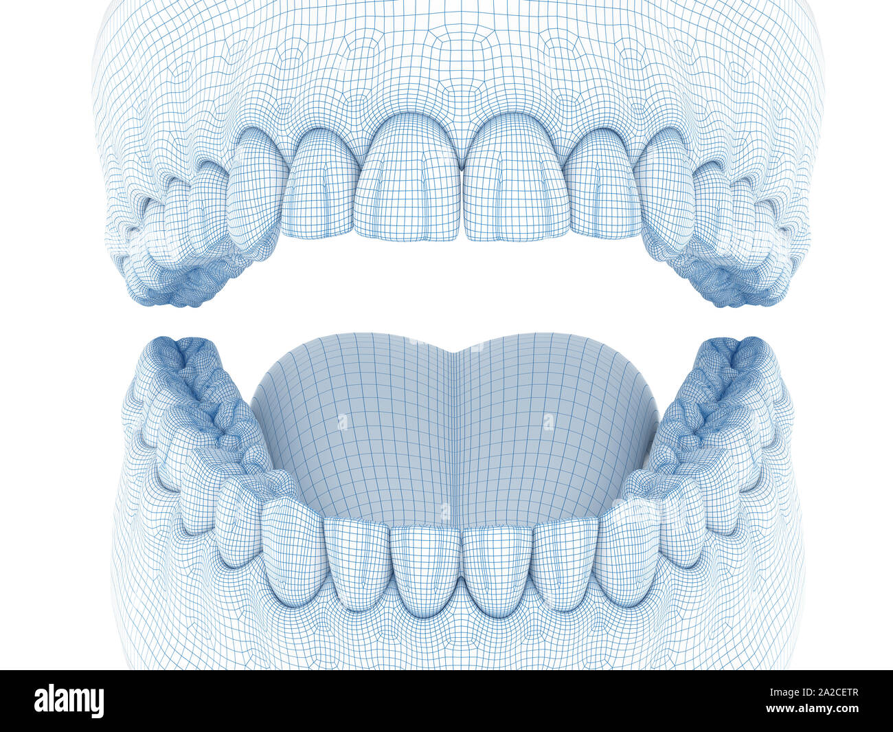 Morphology of mandibular human gum and teeth. Wire 3d model ...