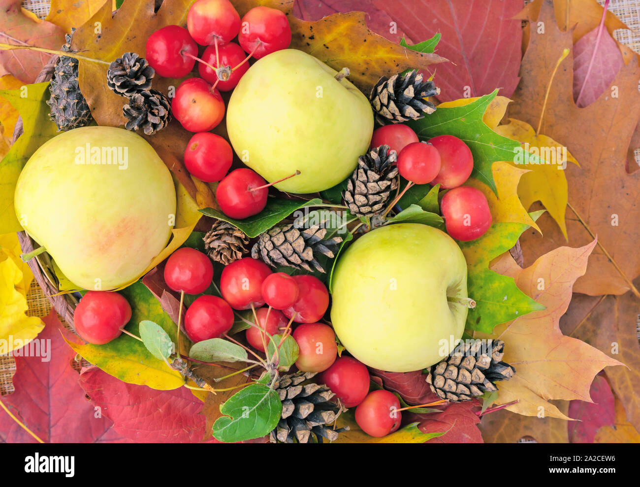 Apples and pine cones hi-res stock photography and images - Alamy