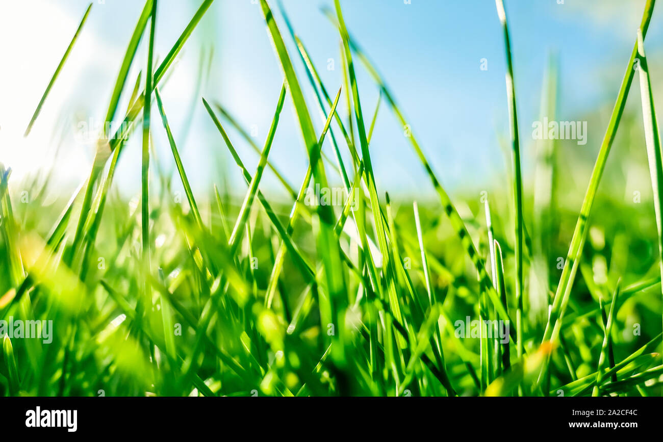 Earth landscape, growth and natural environment concept - Fresh grass ...