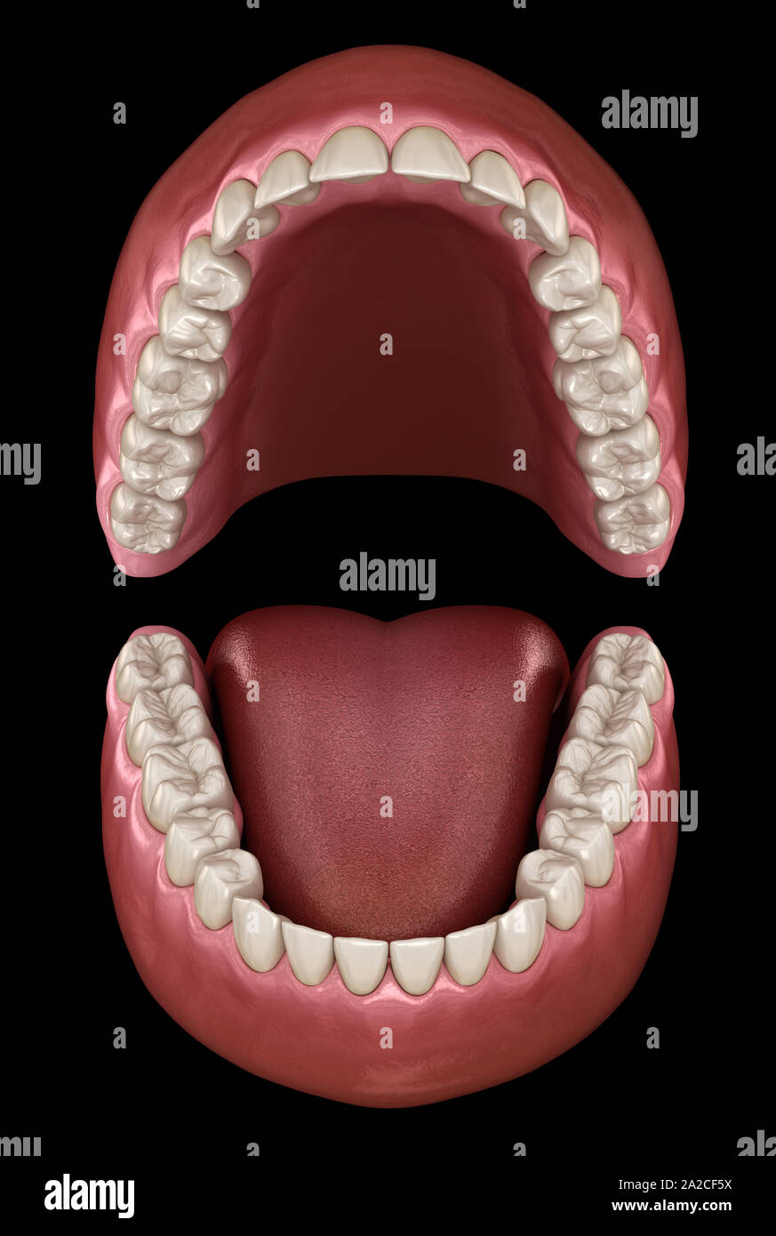 Dental anatomy - Opened Dentures. Medically accurate dental 3D ...