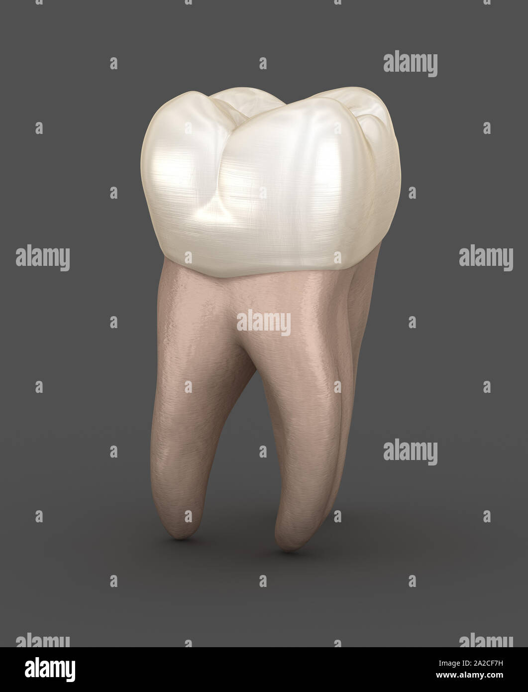 Dental anatomy - First maxillary molar tooth. Medically accurate dental ...