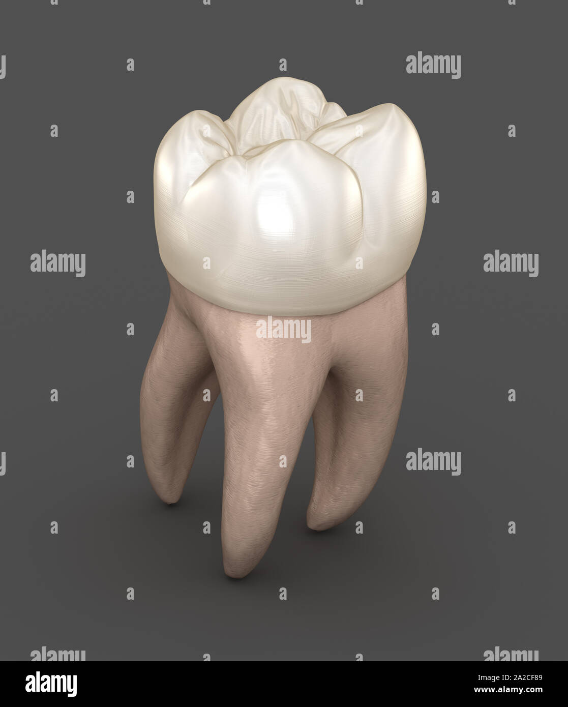 Dental anatomy - First maxillary molar tooth. Medically accurate dental ...