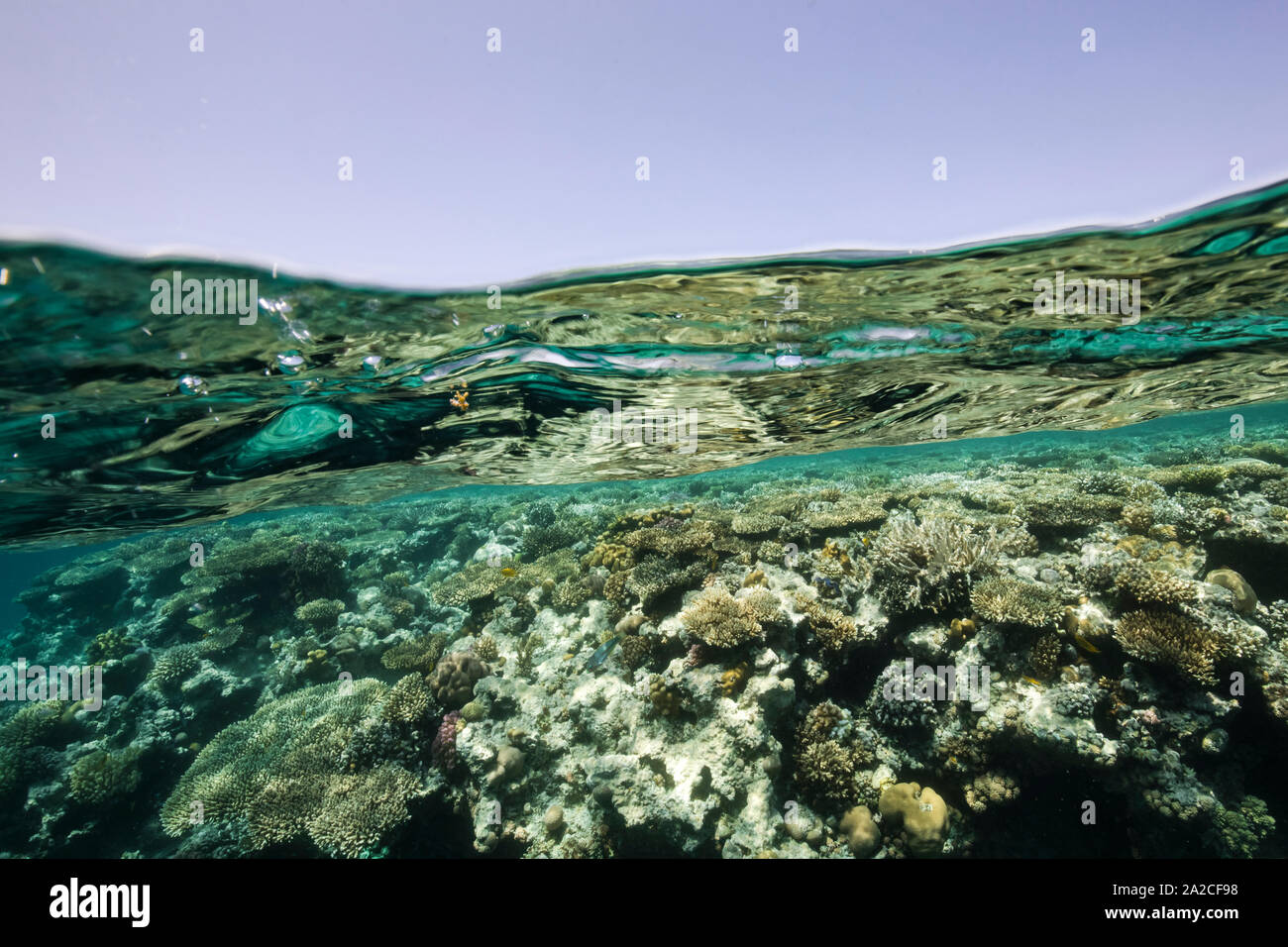 Over under water coral reef hi-res stock photography and images - Alamy