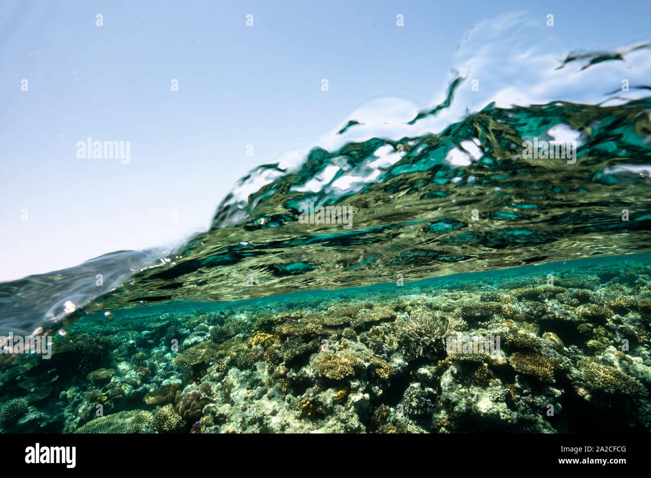 Over under water coral reef hi-res stock photography and images - Alamy
