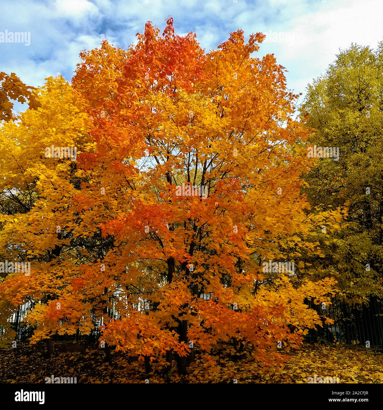 Branching gold hi-res stock photography and images - Alamy