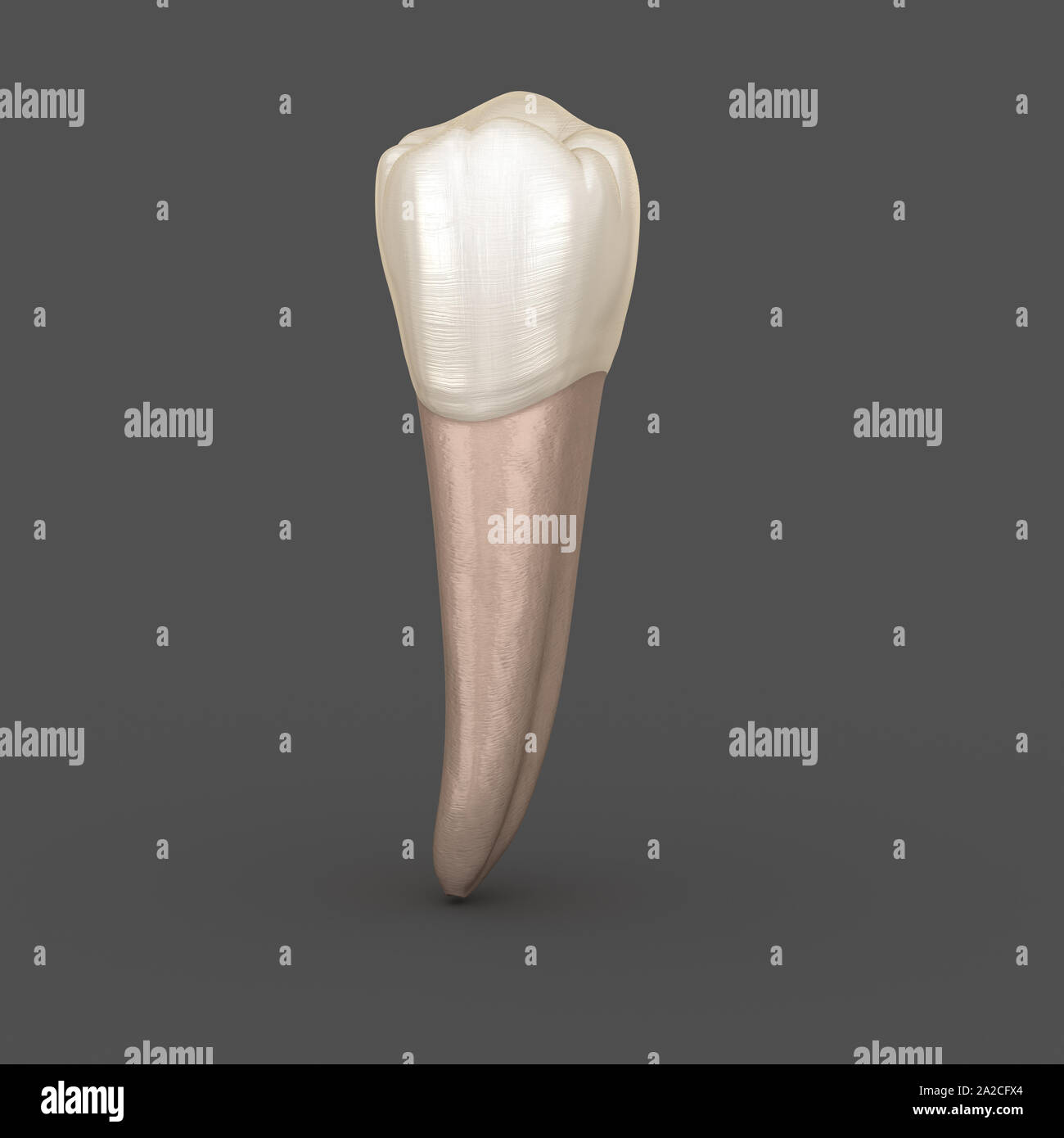 Dental anatomy - Mandibular Second premolar tooth. Medically accurate ...
