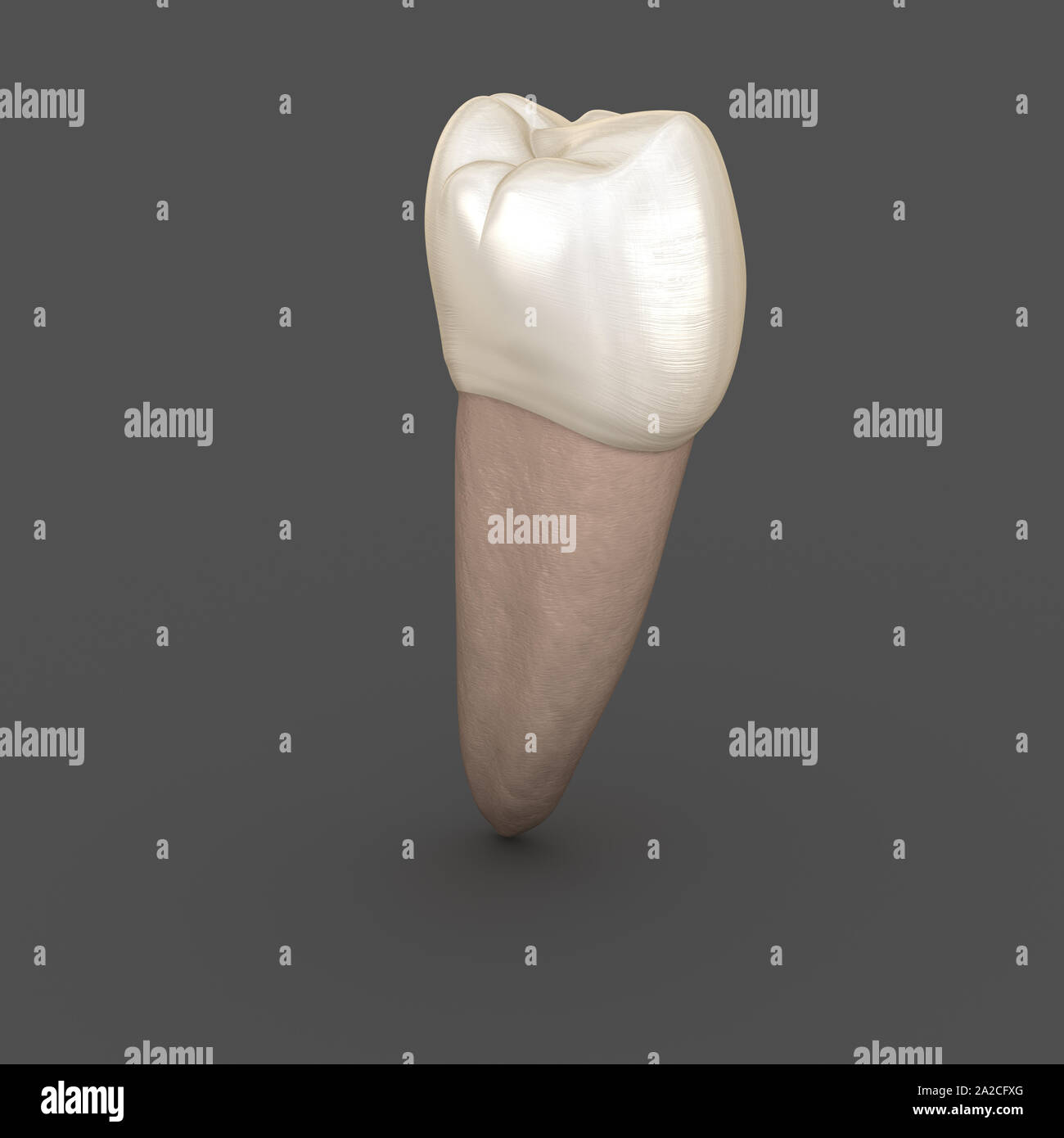 Mandibular second premolar hi-res stock photography and images - Alamy