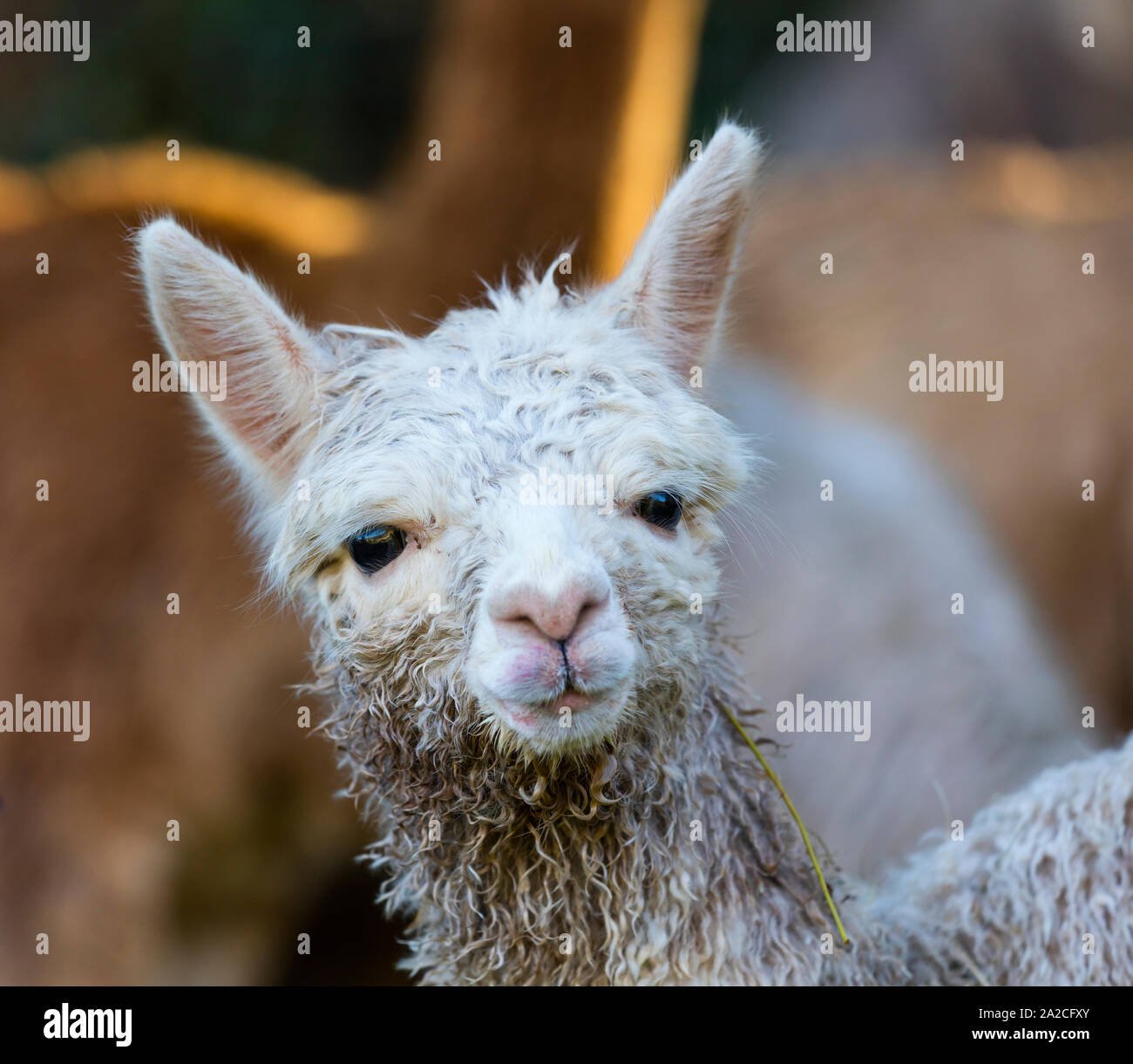 ALPACA (Vicugna pacos). Domesticated species of South American camelid ...