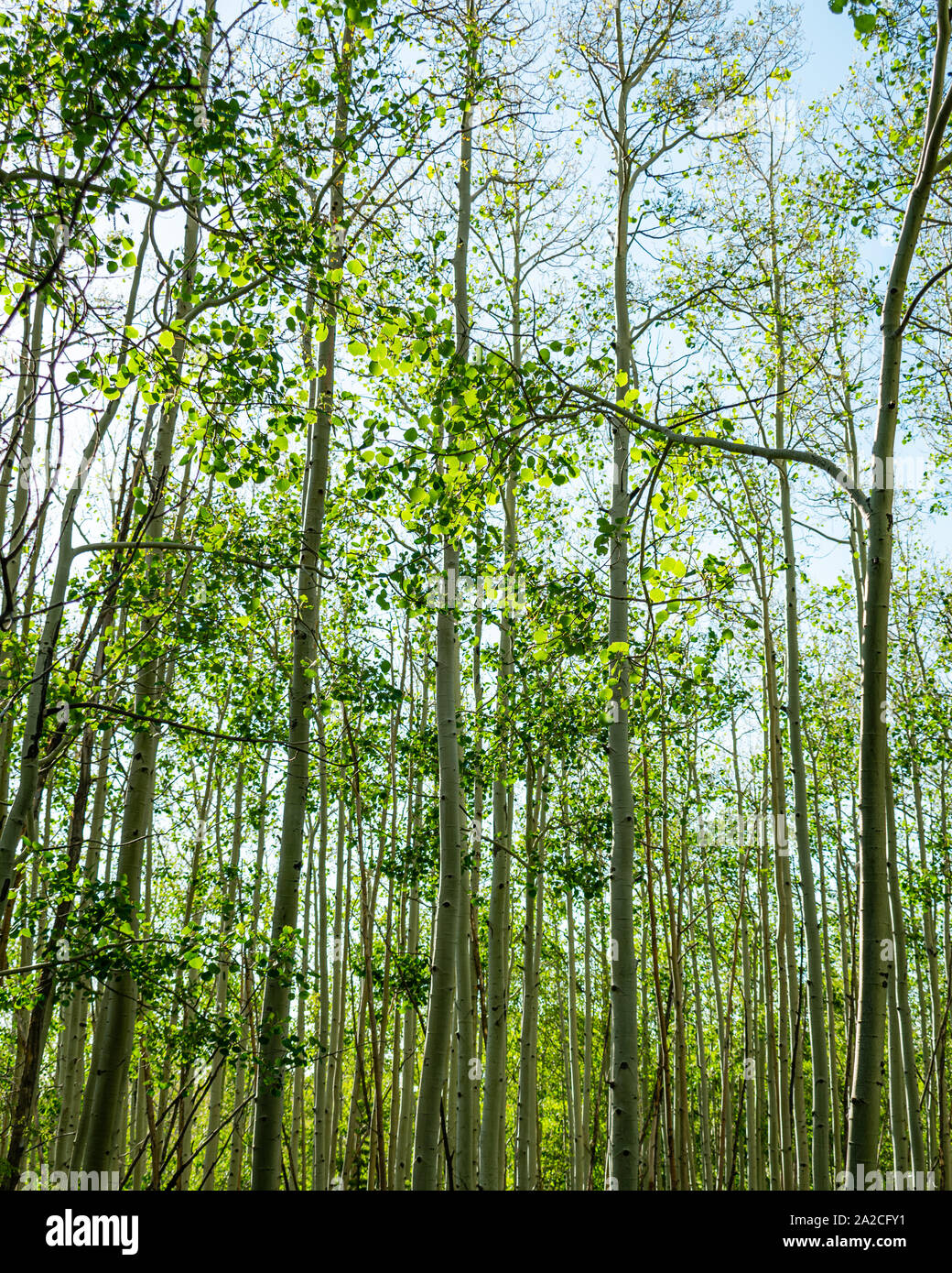 Young aspen trees with green foliage at Kaibab National Forest in the ...