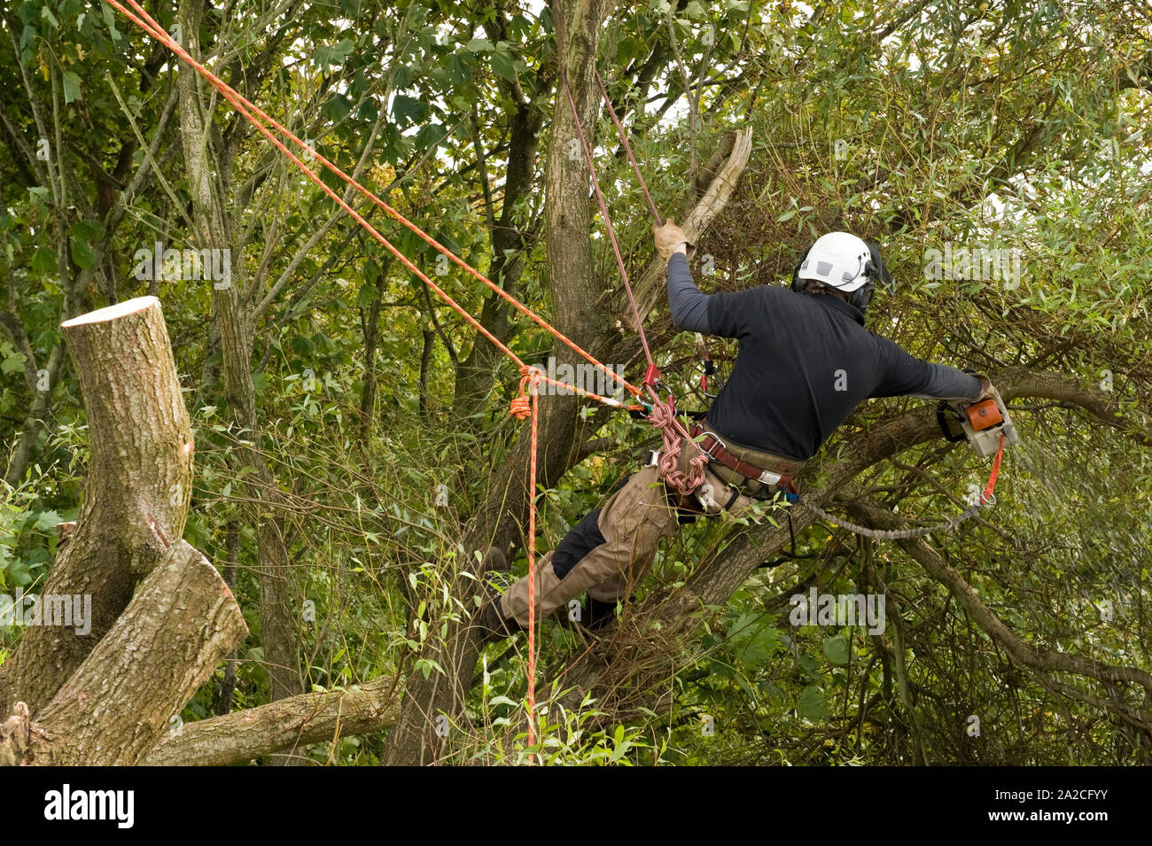Tree felling by experience tree surgeon Stock Photo - Alamy