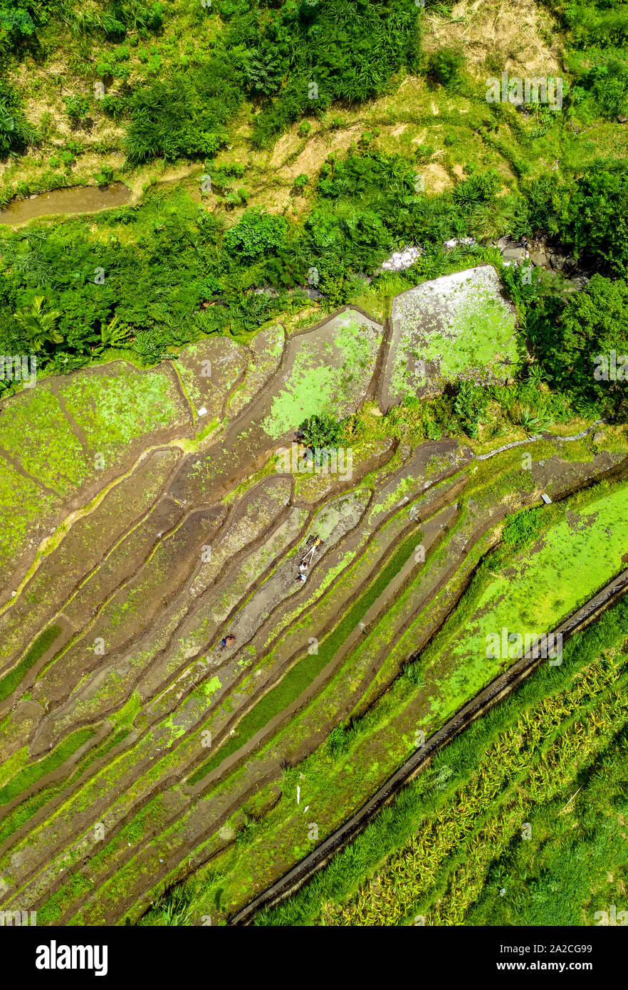 Aerial view over a rice field at dawn in south east asia Stock Photo ...