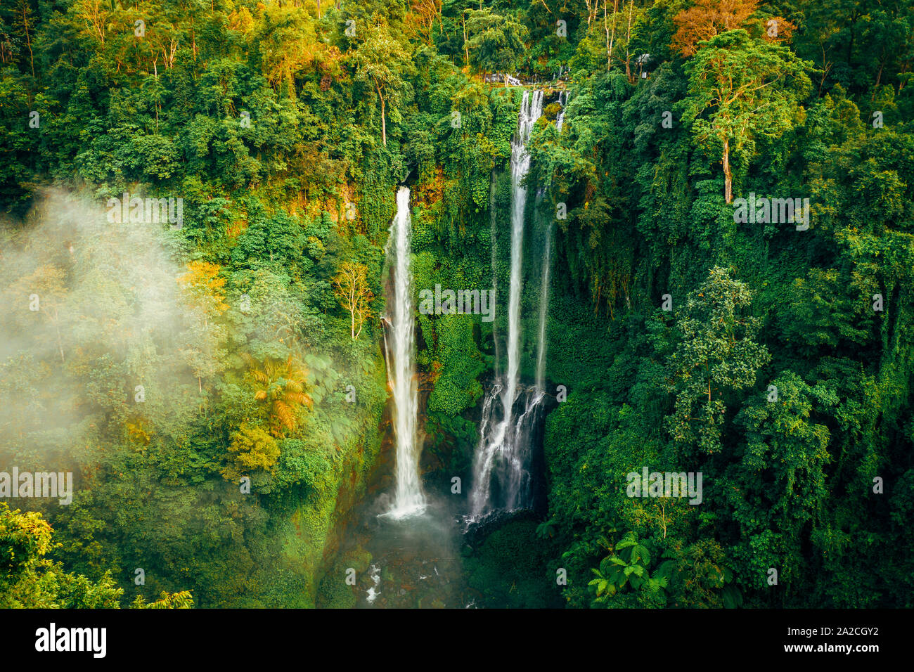 Tall tree rainforest indonesia hi-res stock photography and images - Alamy