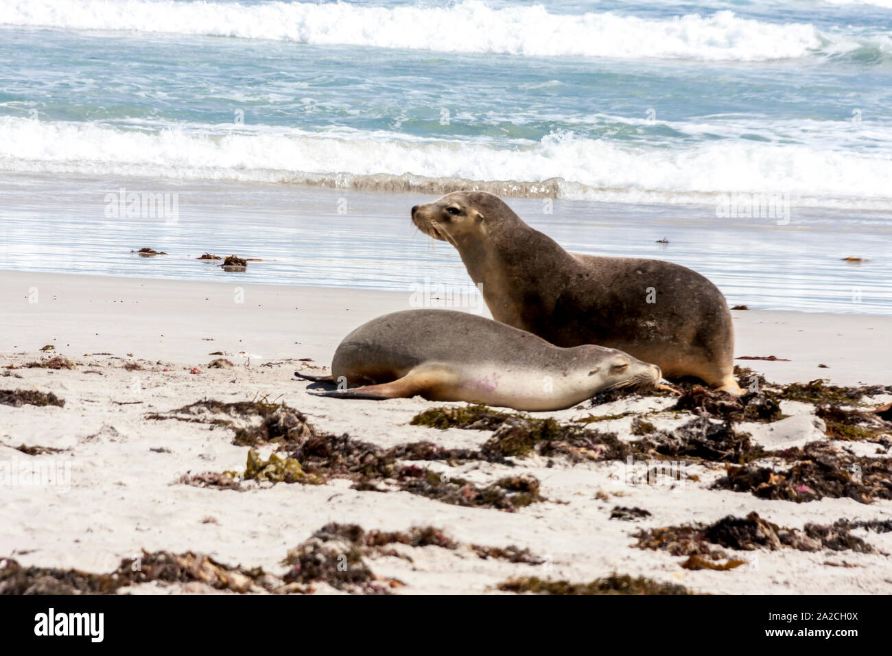 Young australian sea lion hi-res stock photography and images - Alamy