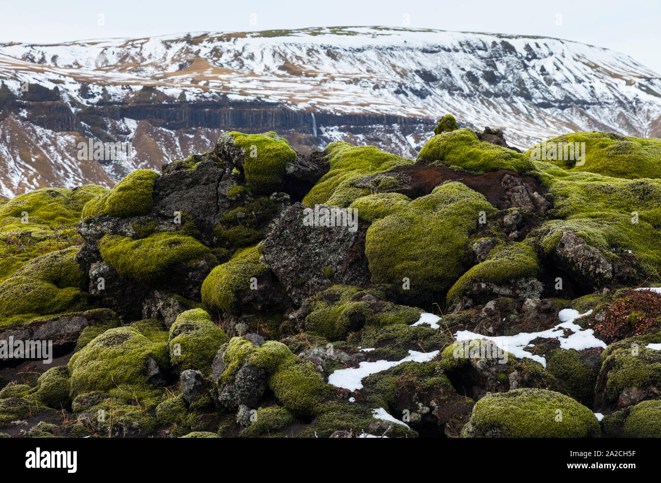 Moss on lava rock, Southern Iceland, Iceland, Europe Stock Photo - Alamy