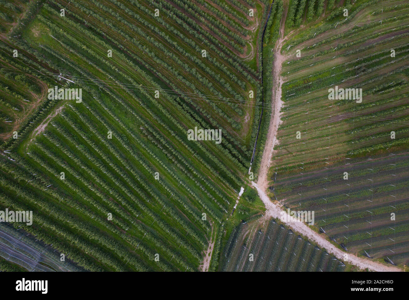 aerial photo taken with a drone above the green expanses of apple ...