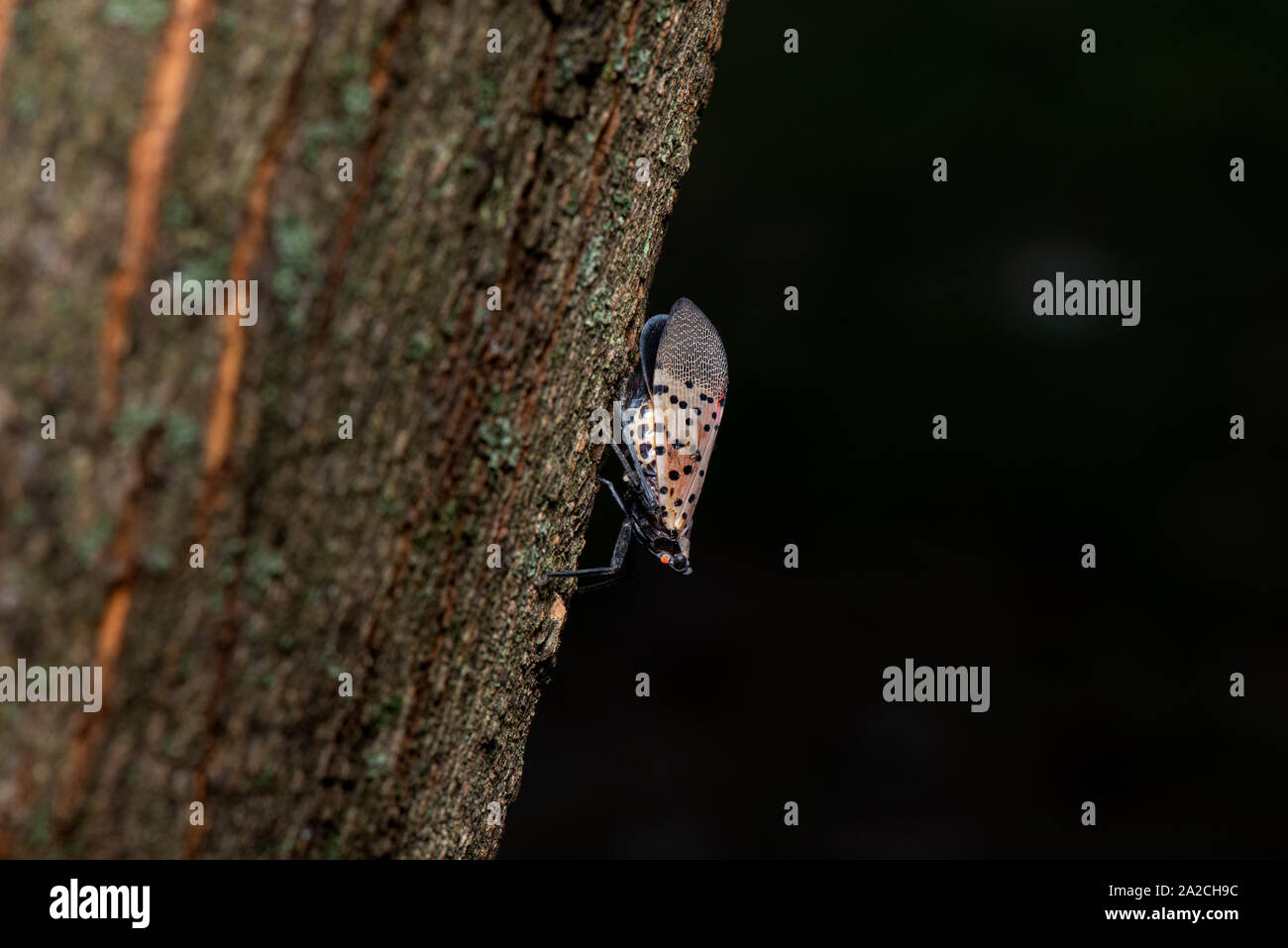 SIDE PROFILE VIEW OF SPOTTED LANTERNFLY (LYCORMA DELICATULA) SHOWING ...