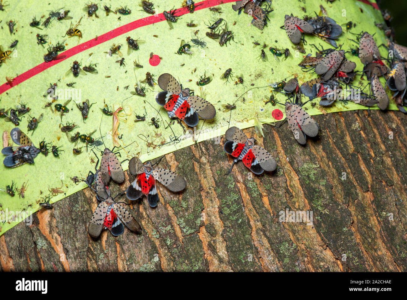 Spotted lanternfly trap hi-res stock photography and images - Alamy