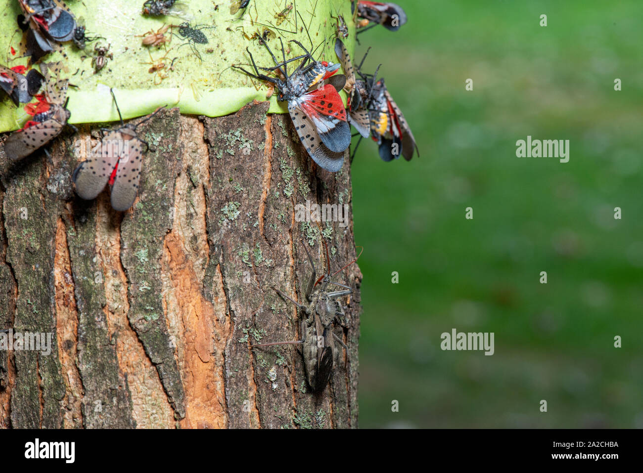 SPOTTED LANTERNFLY (LYCORMA DELICATULA) MALES DISPLAYING BREEDING ...