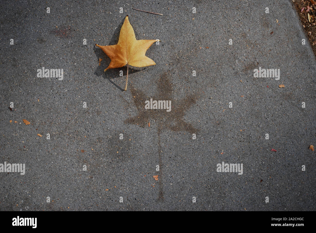 Lone leaf hi-res stock photography and images - Alamy