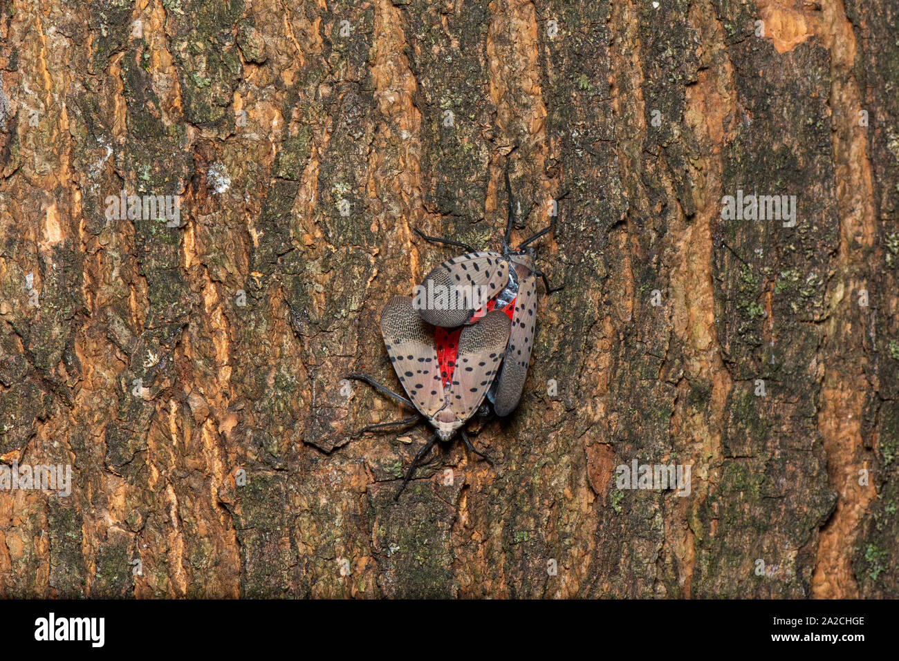 MATING PAIR OF SPOTTED LANTERNFLY (LYCORMA DELICATULA) COUPLED TOGETHER ...
