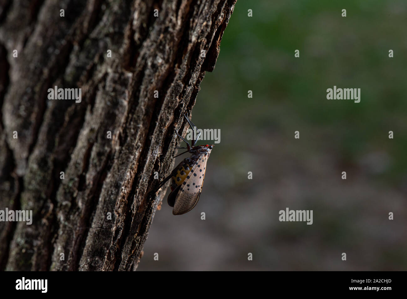 SIDE PROFILE VIEW OF SPOTTED LANTERNFLY (LYCORMA DELICATULA) SHOWING ...