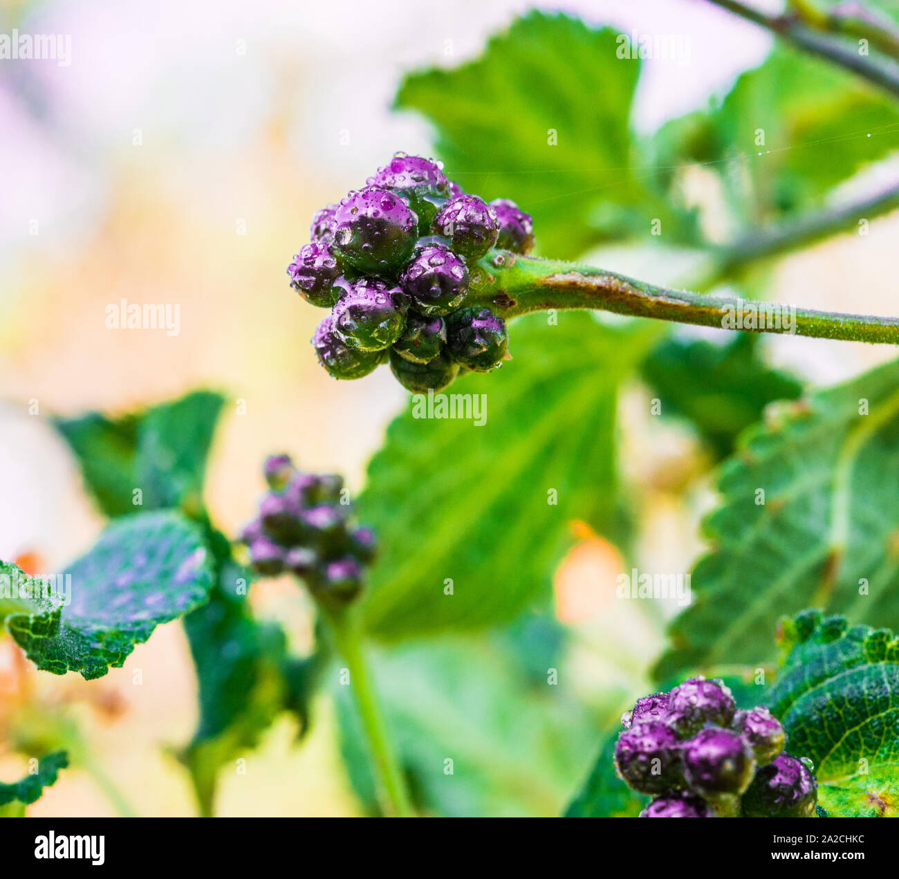 Colorful berry fruit of an unknown strange plant on a sunny day Stock ...