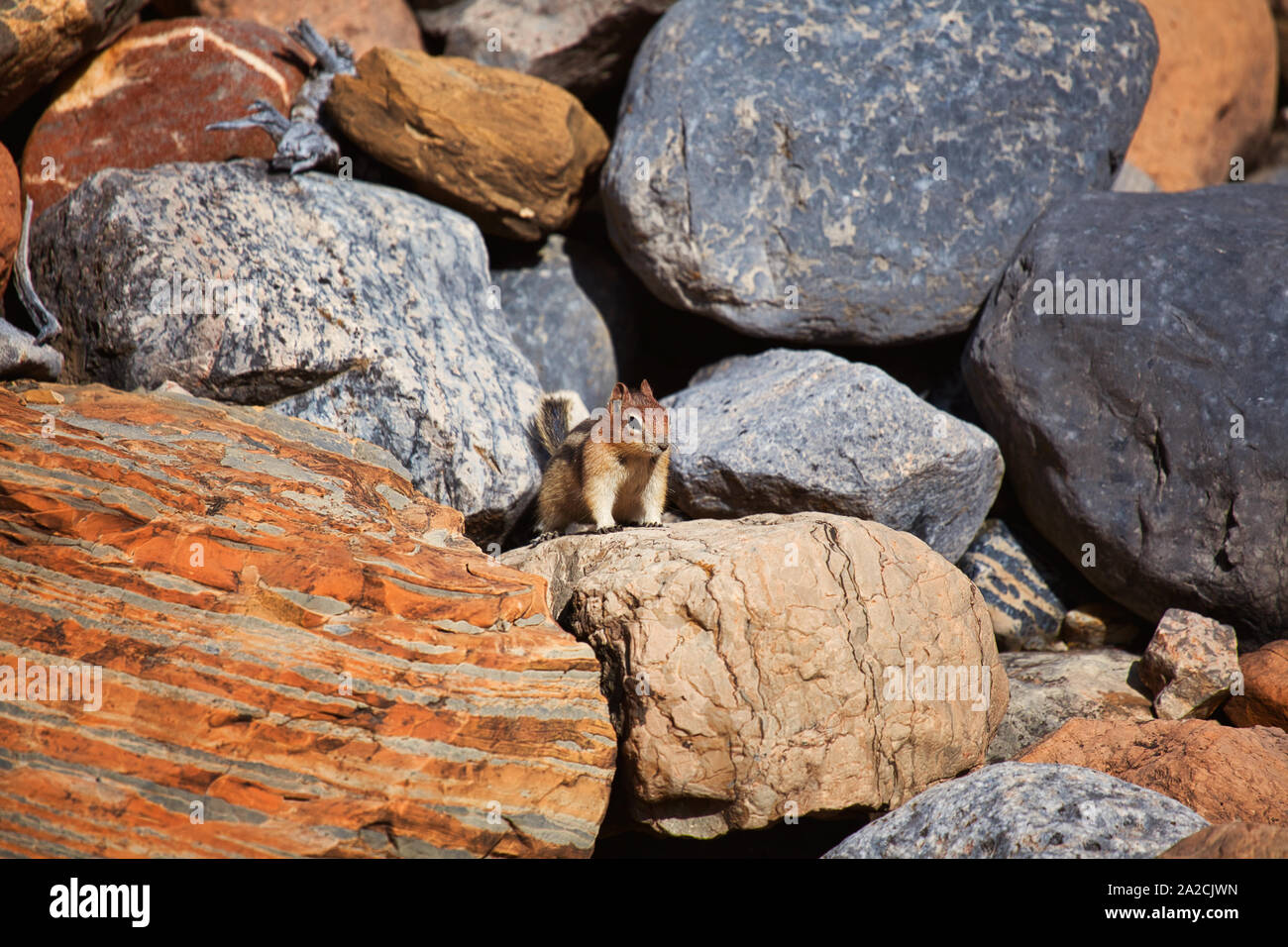 Ardilla banff hi-res stock photography and images - Alamy
