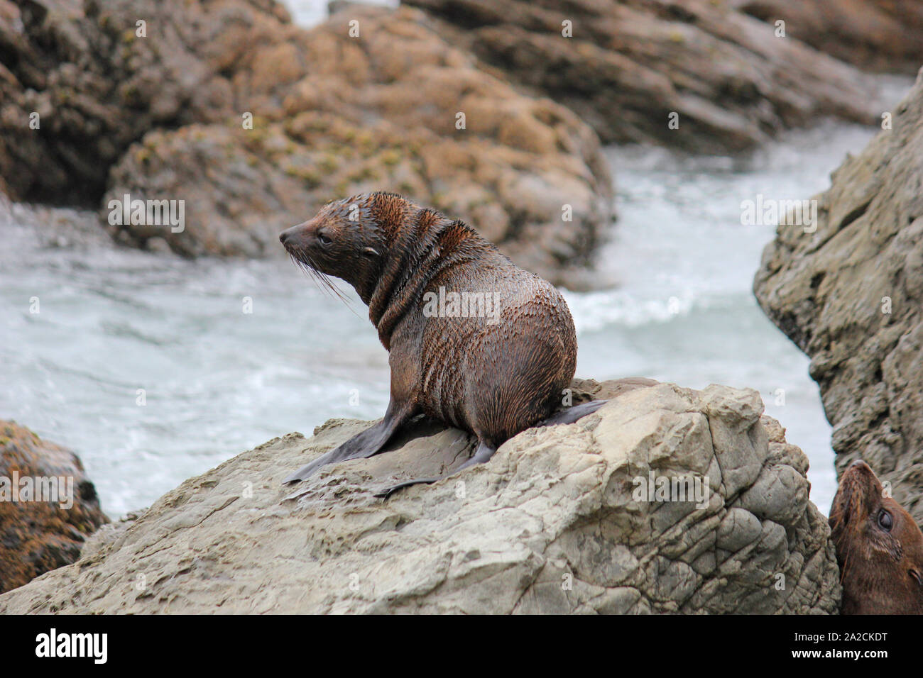Fur seal chilling at the Pacific Ocean on the South Island of New ...
