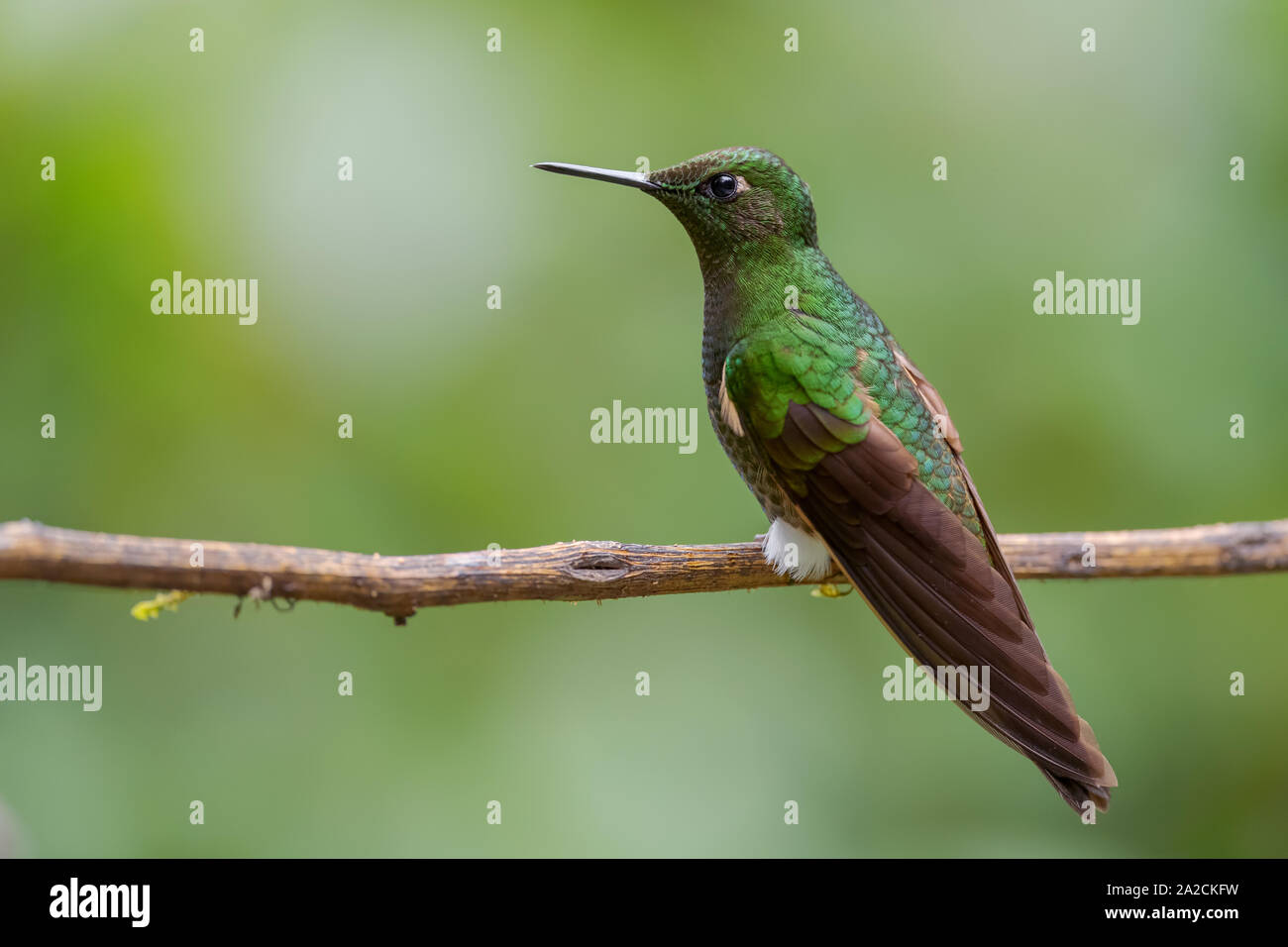 Glowing Puffleg - Eriocnemis vestita, beautiful shy hummingbird from ...