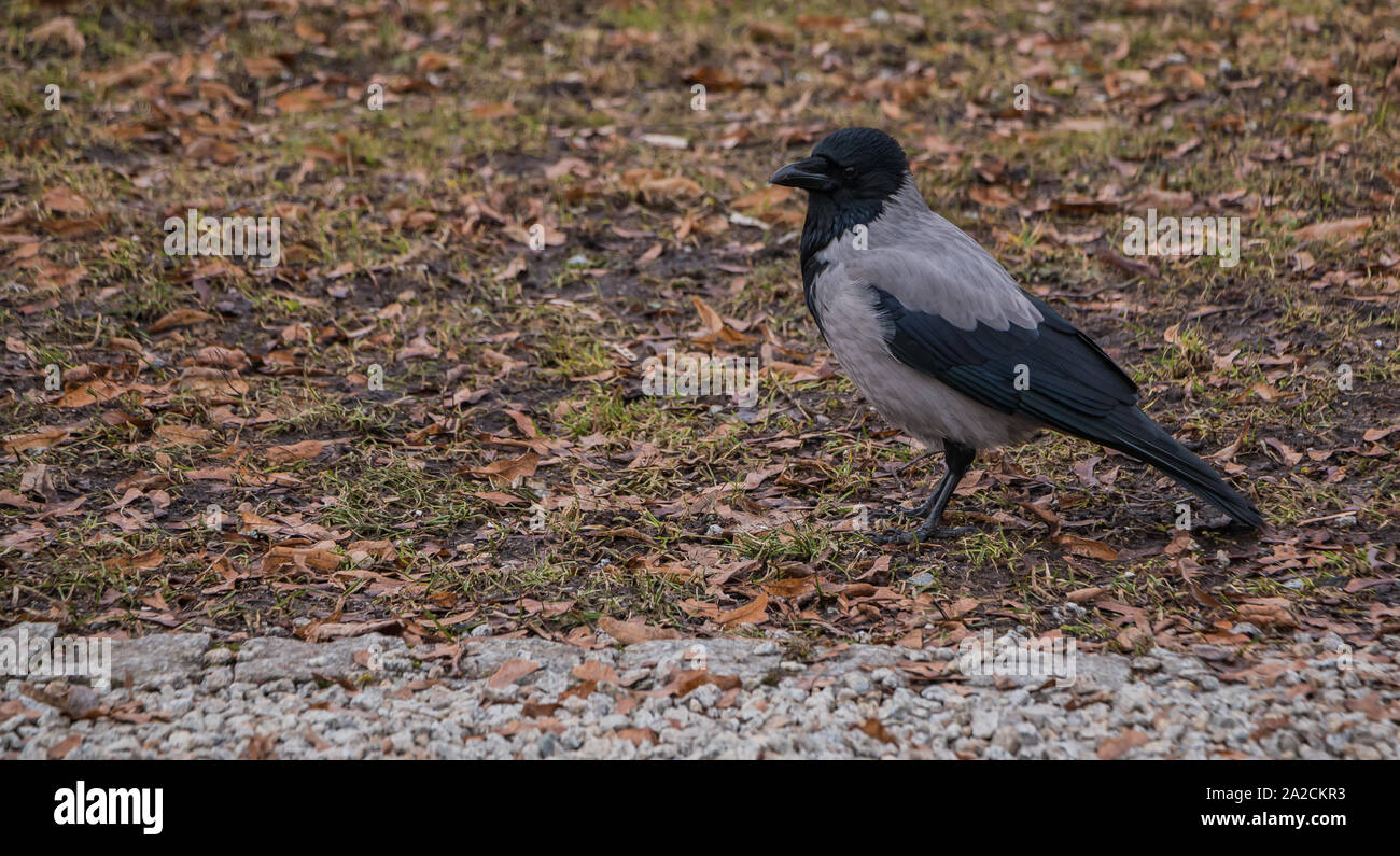 A picture of a hooded crow, shot in the Bernardine Park (Vilnius Stock ...