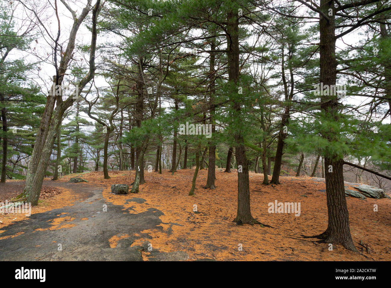 A grove of evergreen trees adding splashes of color to the landscape ...
