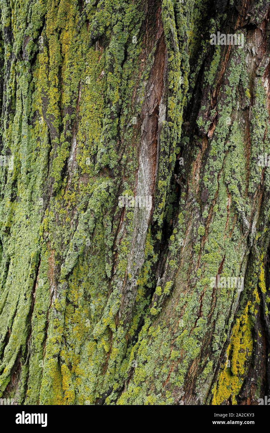Lichen on tree bark, Quebec Province, Canada Stock Photo - Alamy