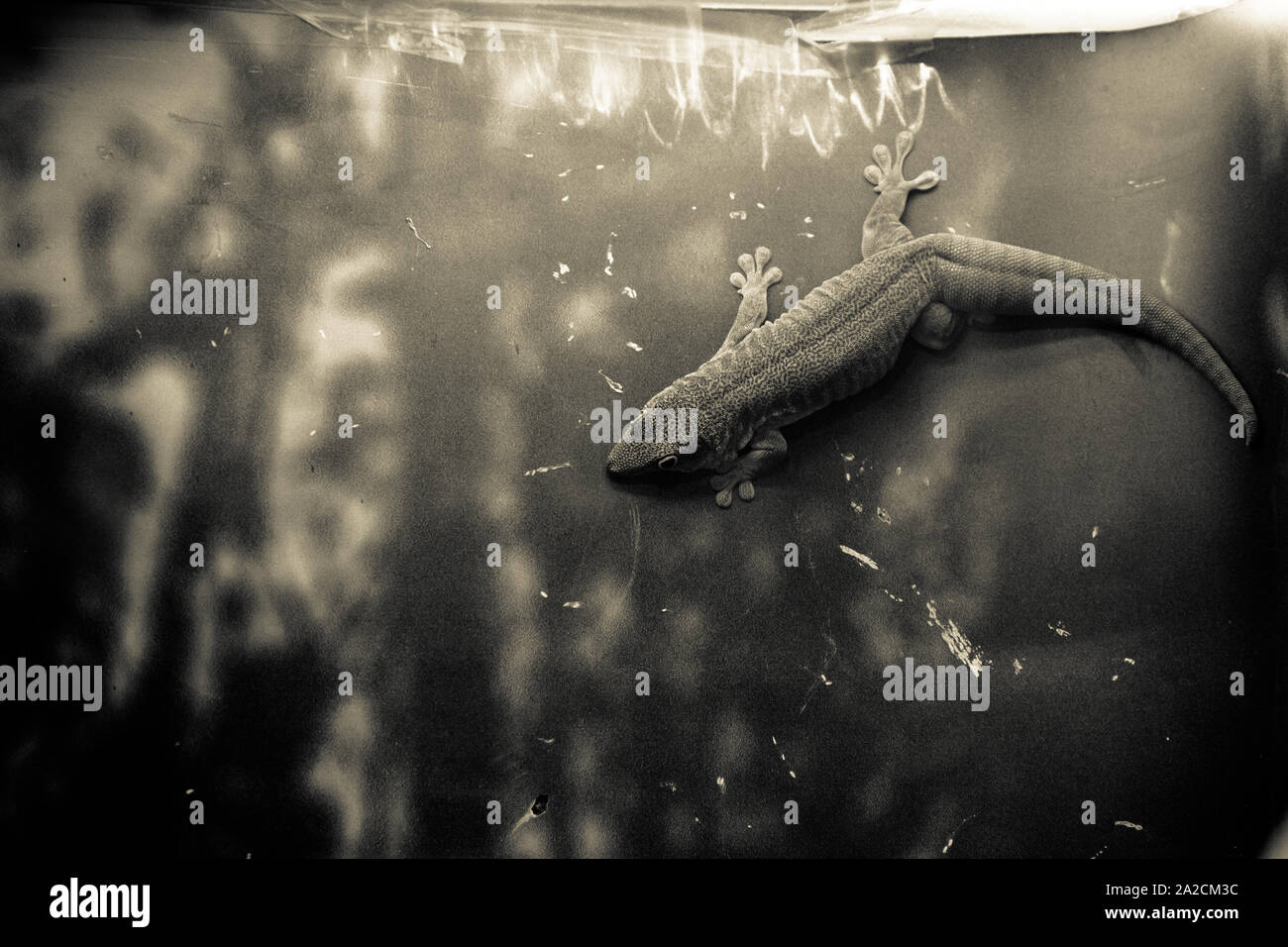 Gecko attached to wall hi-res stock photography and images - Alamy