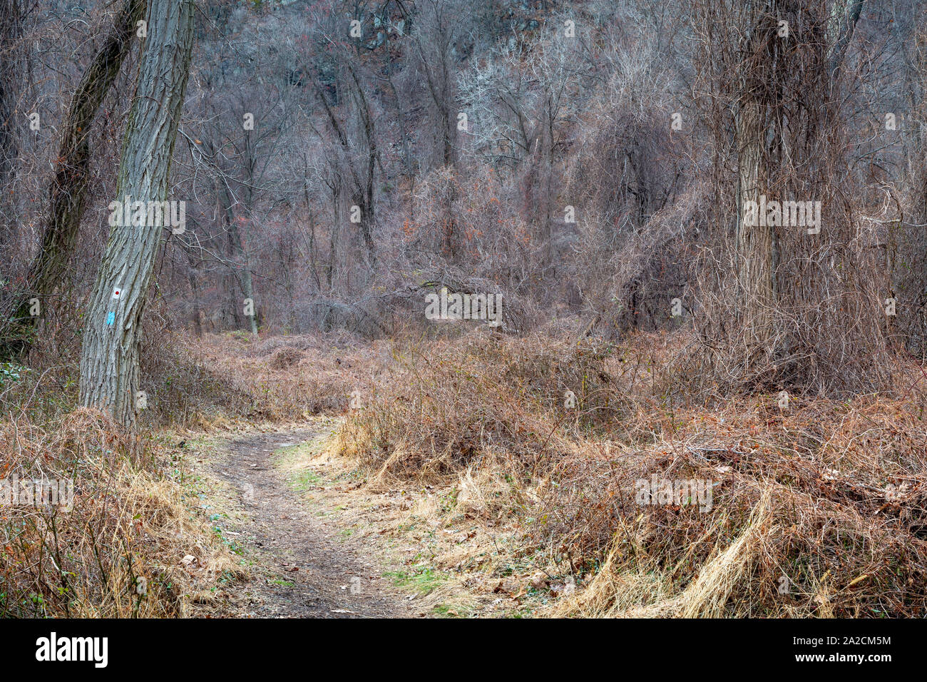 A hiking trail passing through an overgrown forest during the winter ...