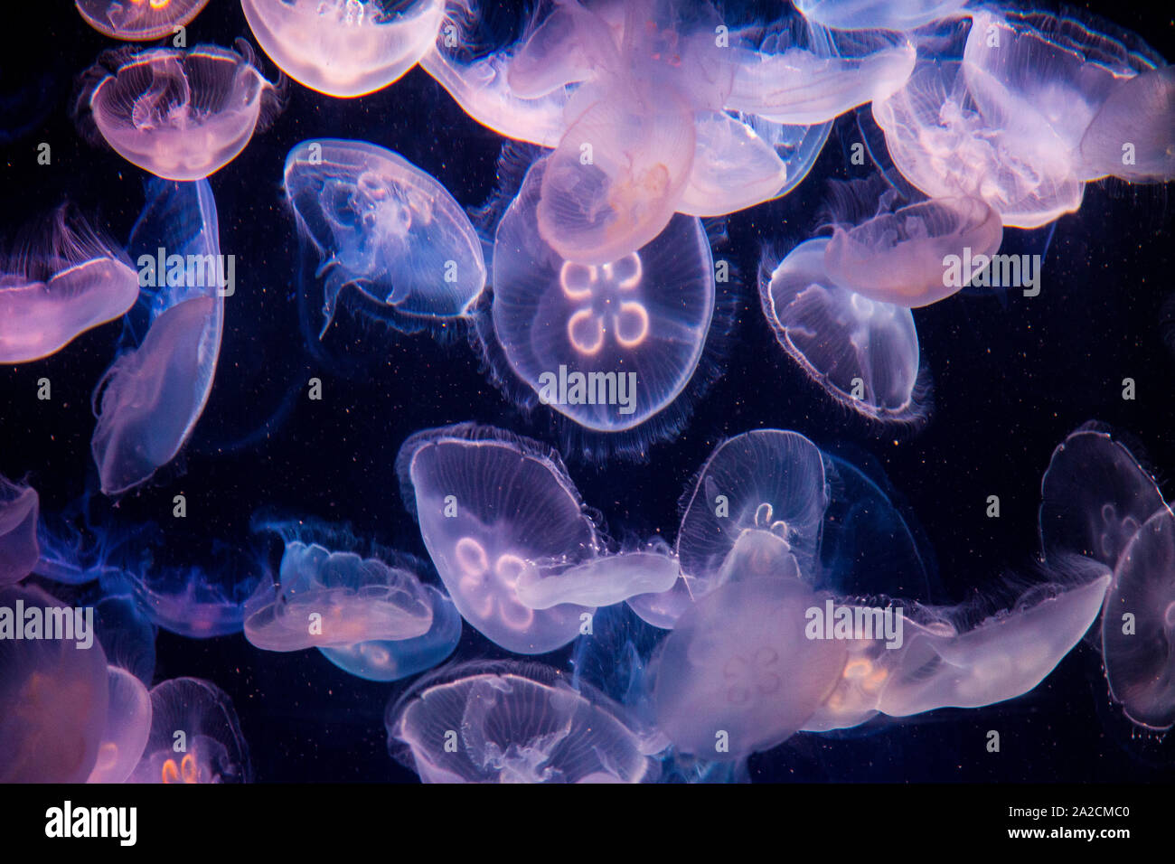 Transparent jellyfish swimming illuminated in an aquarium tank ...