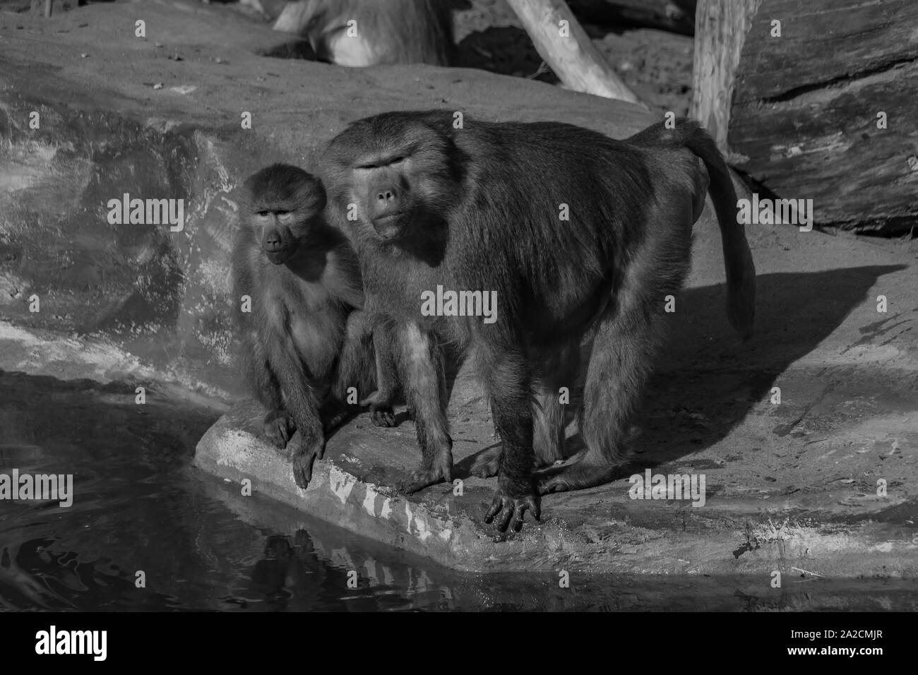 A black and white picture of two baboons on display in the Warsaw Zoo ...