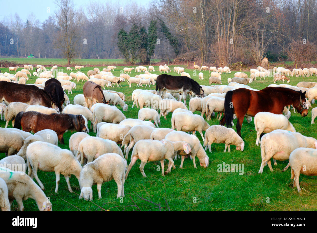 Italy, Castelletto di Cuggiono, Flock of sheep Stock Photo - Alamy